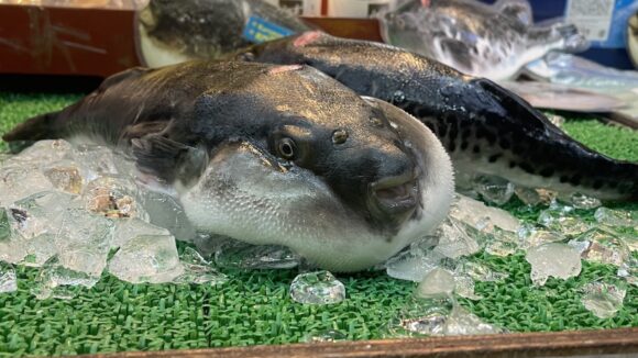 13 WEIRD & UNUSUAL Things to Do in Tokyo