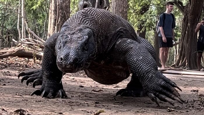 Best Time to Visit Komodo Island - MUST READ • 2026 Guide