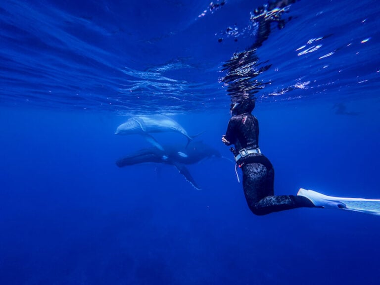 Backpacking French Polynesia - The ULTIMATE French Polynesia Travel ...