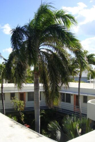 The BEST Hostels in Key West (2026 Insider Guide)