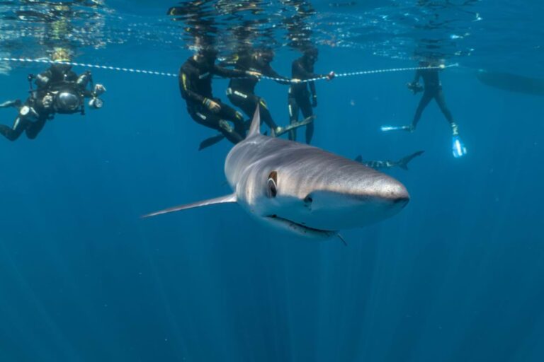 The COMPLETE Guide to Diving in Baja, California - The Broke Backpacker