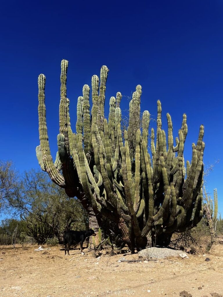 Baja Road Trip Guide: The Best Routes for the Ultimate Adventure - The ...