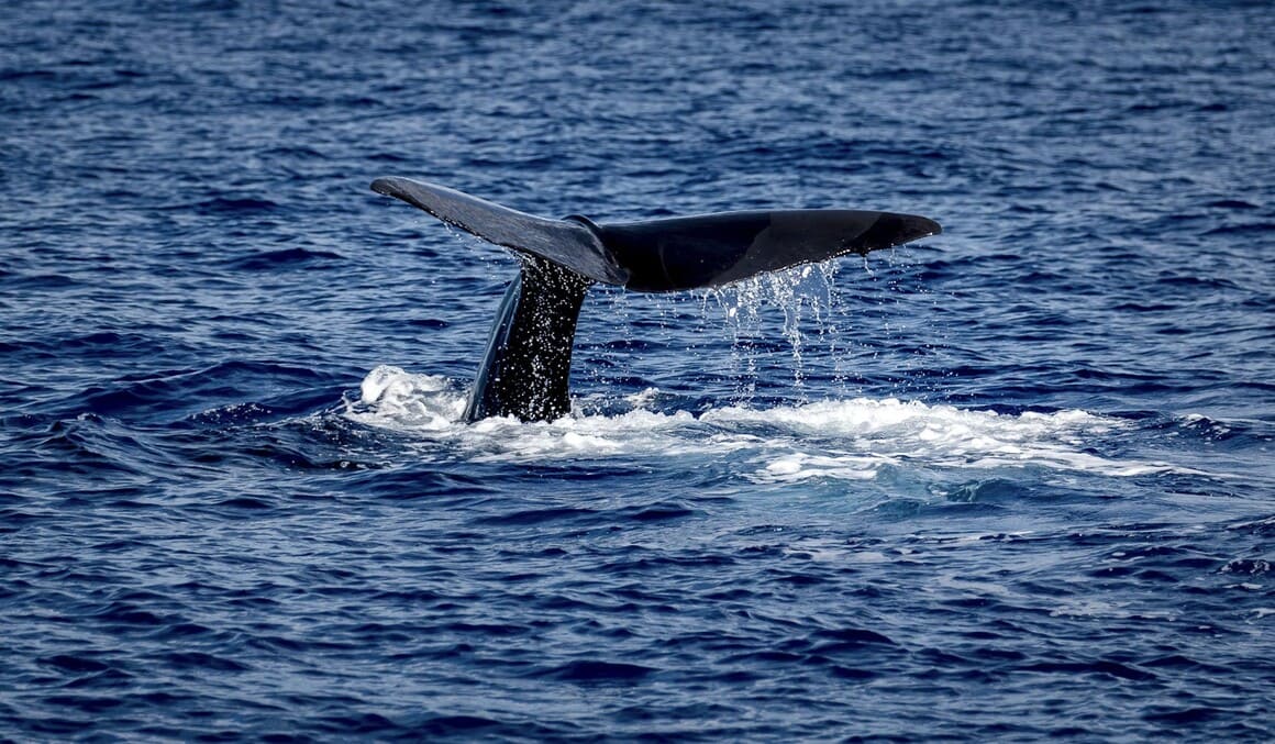 Swimming With Whales in Dominica: All You NEED to Know (2026)