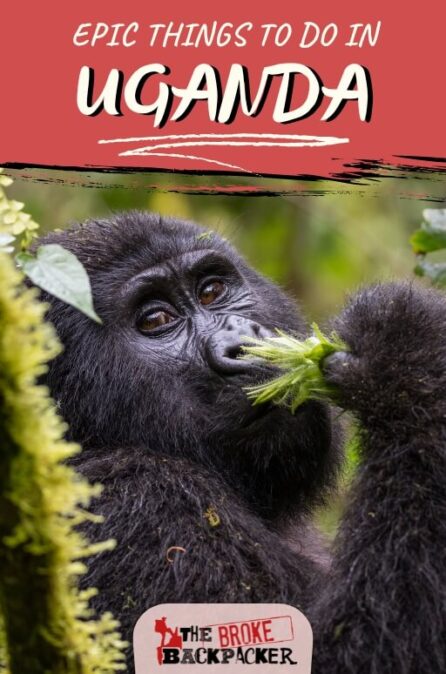 13 EPIC Things to Do in Uganda (2026)